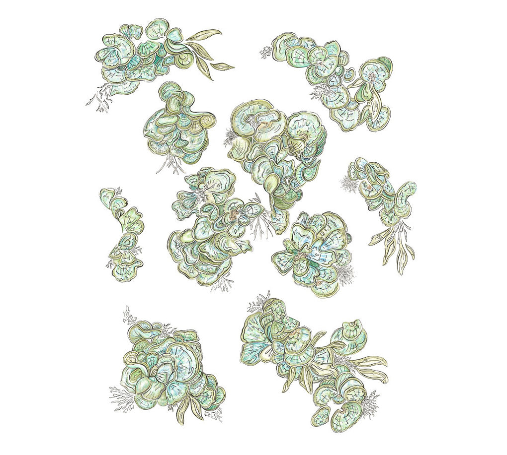 Padina Pavonica - Peacocks Tail Paper Print – Ocean Love Art & Design